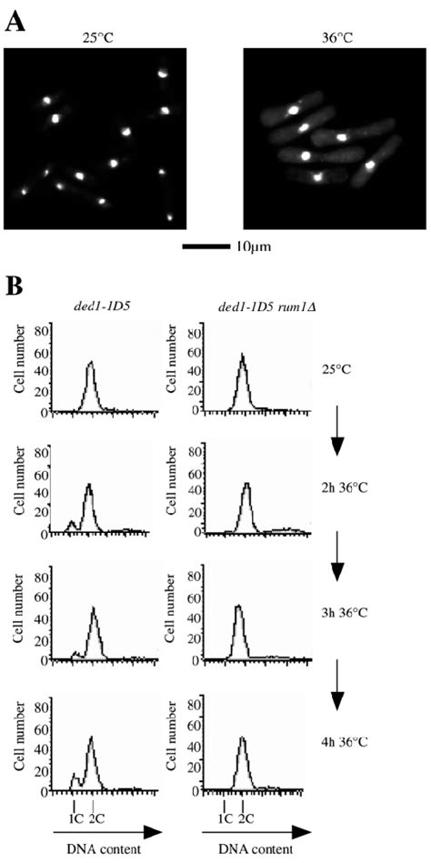 A Novel Cell Cycle Mutant With Phenotypes Suggesting Defects In