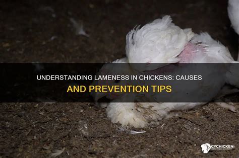 Understanding Lameness In Chickens Causes And Prevention Tips Cychicken