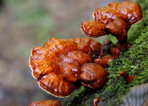 Ganoderma Lucidum Polysaccharides Manufacturer