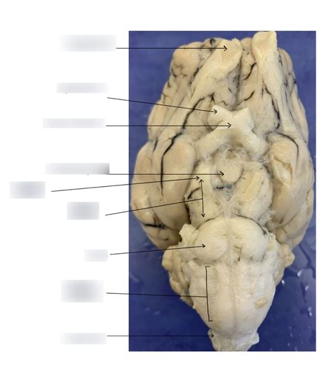 Sheep Brain Inferior View Diagram Quizlet