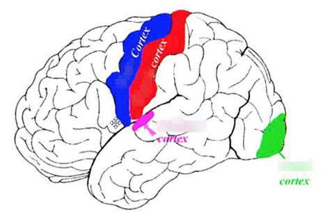 Diagram Of Representation Of The Somatic System In The Cortex Quizlet