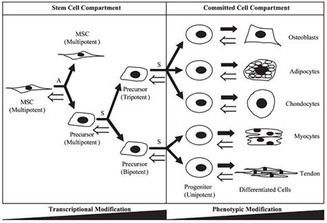 The Differentiation Direction Of Stem Cells Notes Reprinted With