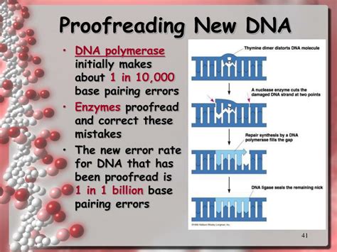 Ppt Dna And Replication Powerpoint Presentation Free Download Id