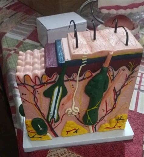 Polymerised Rubber Skin Block Model At ₹ 6000piece In Mumbai Id