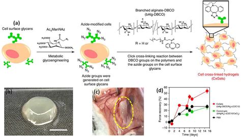 A Schematic Illustration Of Cell Crosslinked Hydrogel Through Click
