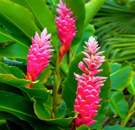 Pink Live Ginger