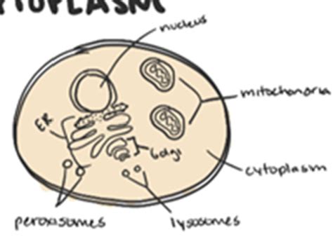 Cytoplasm Cell Bio Exam 3 Flashcards Quizlet