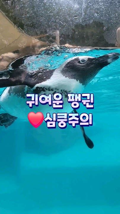 물속에서 자유롭게 날아다니는 귀여운 팽귄 에버랜드 아프리카 팽귄 Youtube