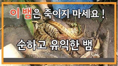 정원에서 죽이지 말아야할 뱀 누룩뱀과 유혈목이 꽃뱀 쥐잡기에는 뱀이 최고 4k Youtube
