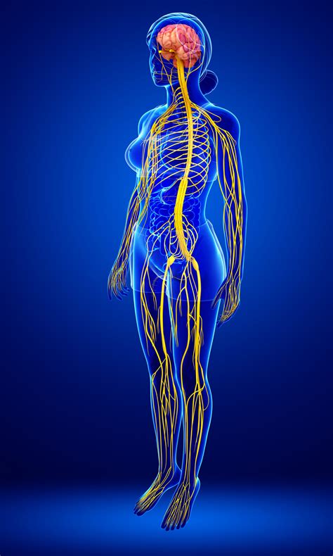 Chiropractic And The Nervous System