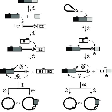 Detection Of Mrna Fragments At The Splice Junction Of Excised Intron Download Scientific