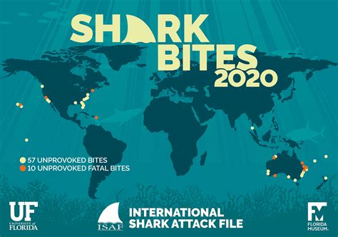 Shark attack numbers remained ‘extremely low’ in 2020, but fatalities ...