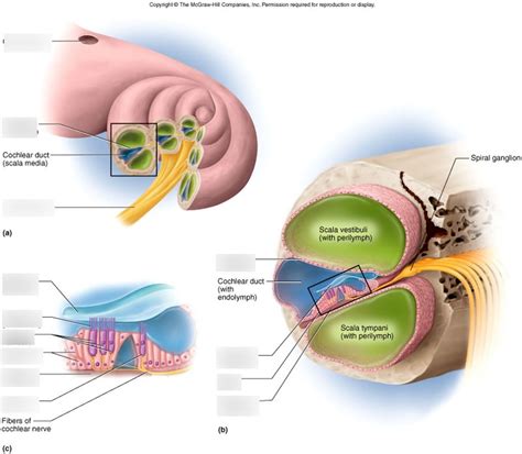 Bio 201 Cochlea In Detail Diagram Quizlet