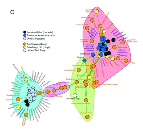 Sparcc Network Analysis Of The Co Occurring Bacterial Species And