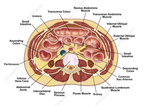 Abdominal Anatomy Illustration Stock Image C061 2129 Science