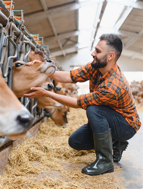 Farmer Caressing Jersey Cow In Dairy Farm Barn Stock Image Image Of