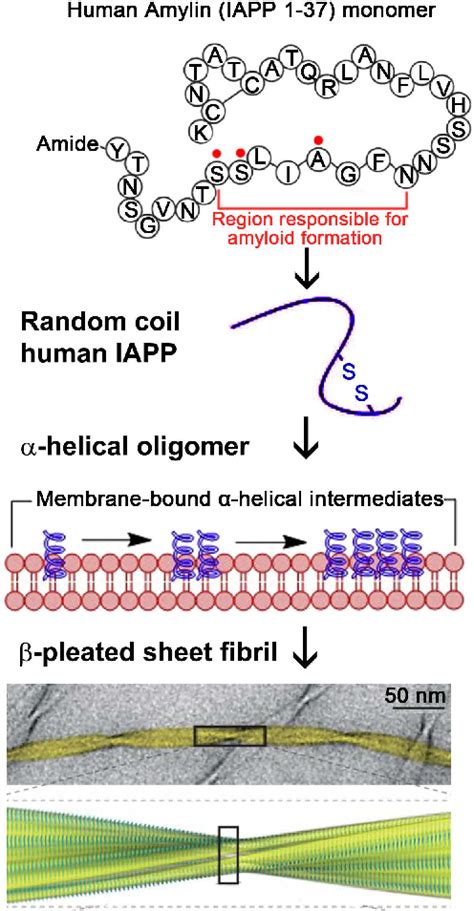 Figure 1 From An Updated Review Of Human Amylin Semantic Scholar