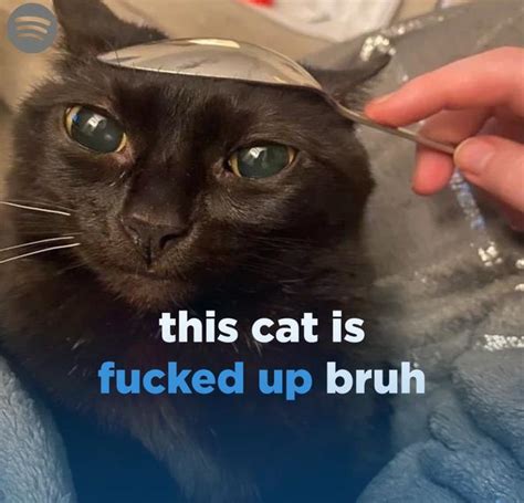 This Cat Is F Up Bruh This Dog Is Fucked Up Bruh Know Your Meme