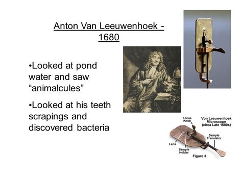 Anton Van Leeuwenhoek Cell Theory