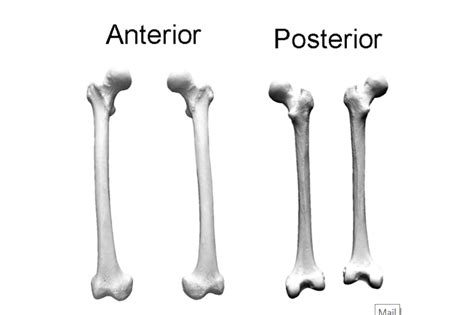 Thigh Bone Diagram Quizlet