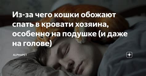 Из за чего кошки обожают спать в кровати хозяина особенно на подушке и даже на голове