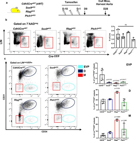 Conditional Deletion Of Key Factors In The Endothelium Drives Aortic