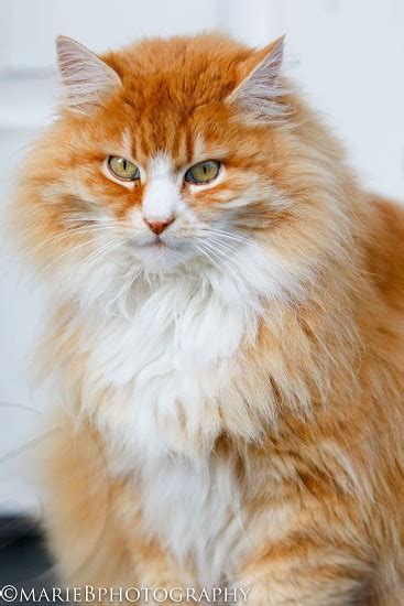 Long Haired Orange Tabby