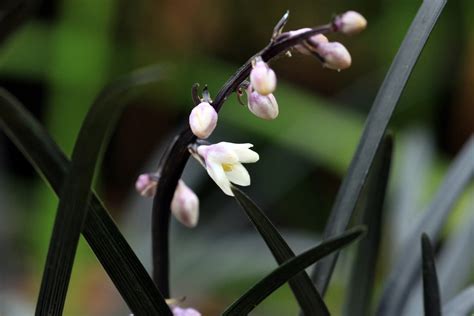 Black Mondo Grass Plant By Number