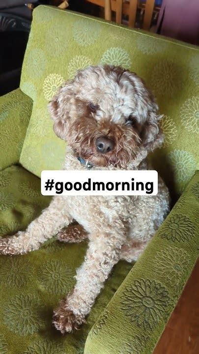 Good Morning Meemo Cockapoo Youtube