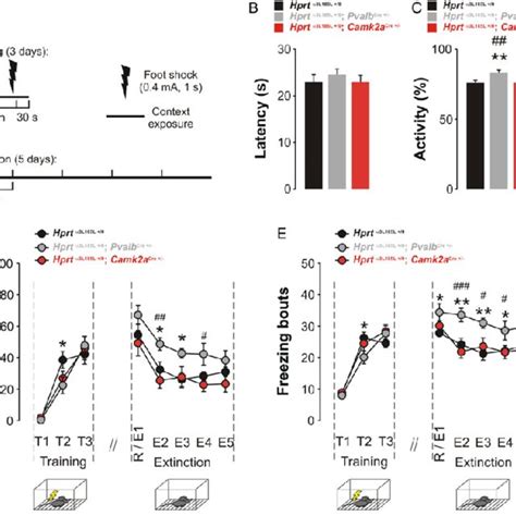 Auditory Cued Fear Conditioning And Extinction Are Unaltered In Mice Download Scientific
