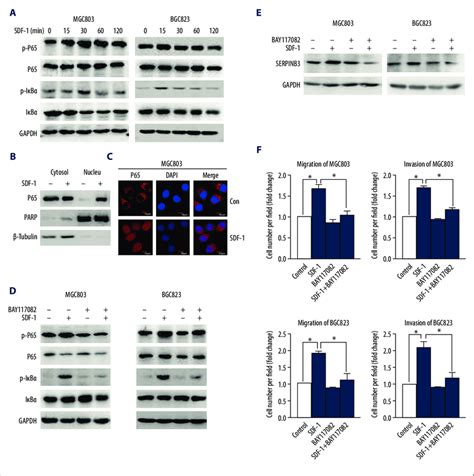 Nf Kb Was Involved In Sdf 1 Induced Elevated Serpinb3 Expression During Download Scientific