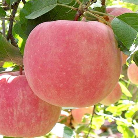 Apple 1 Object Detection Dataset By L61l