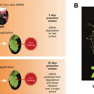 Schematic Diagram Of Exogenous Application DsRNA A Top Naked DsRNA