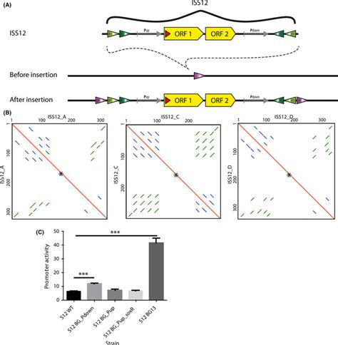 insertion sequence iss12 and its variants in p putida s12 a the