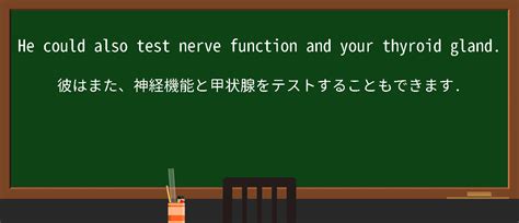 【英単語】nerve Functionを徹底解説！意味、使い方、例文、読み方 おもしろい英文法