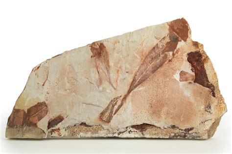 8 1 Fossil Seed Fern Glossopteris Plate Australia 321004 For Sale