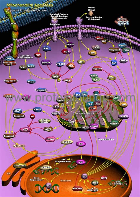 Biological Databases And Tools Mitochondrial Apoptosis Protein Lounge