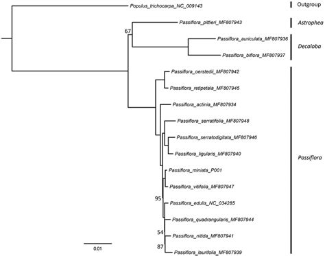 Phylogenetic Tree Reconstructed By Maximum Likelihood Ml Analysis