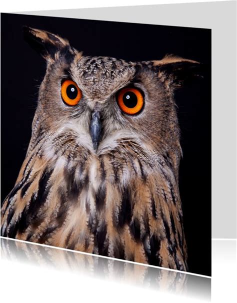 Dieren Kaart Uil Oehoe