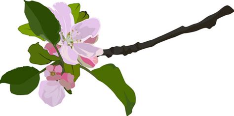 Apple Tree Blossom Flowers Isolated Royalty Free Vector