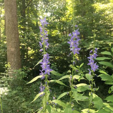Copperleaf In Indiana Walking Map