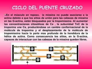 6 Contmuscular Ppt