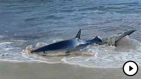 Aparece Un Tiburón Enorme En Una Playa De España
