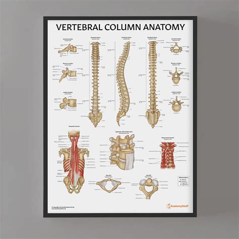 Vertebral Column Chart Spine Anatomy Poster Spinal Vertebrae