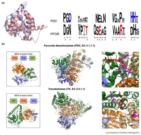 Functional Diversity In The Thiamine Pyrophosphate Tpp Dependant