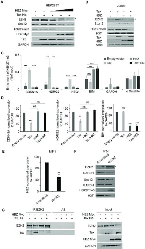 Hbz Overexpression Prevents Tax Induced Prc2 Activation In Human Cells Download Scientific