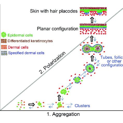 Paraffin Embedding Of Organoids A Organoids Placed Into A Cryomold Download Scientific
