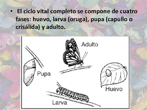 Ciclo De Vida De Los Insectos La Metamorfosis
