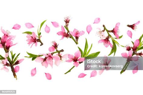 벚꽃 복사 공간 텍스트와 흰색 배경에 고립 된 사쿠라 꽃 최고의 볼 수 있습니다 평면 위치 패턴 0명에 대한 스톡 사진 및 기타