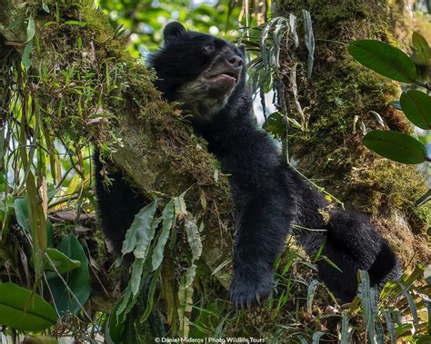 Daniel Mideros Foto Naturaleza 04 13º Congreso Aviturismo Birdwatching Congress